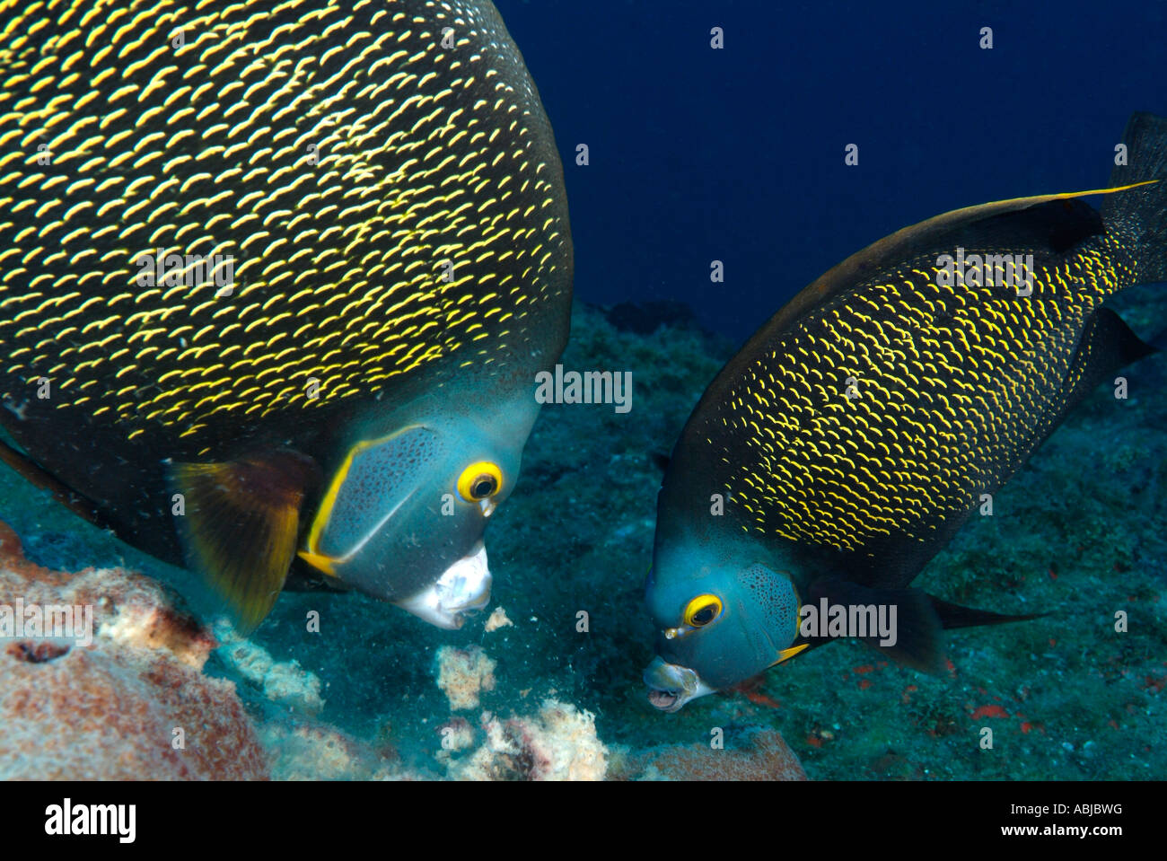 French Angelfish Mates