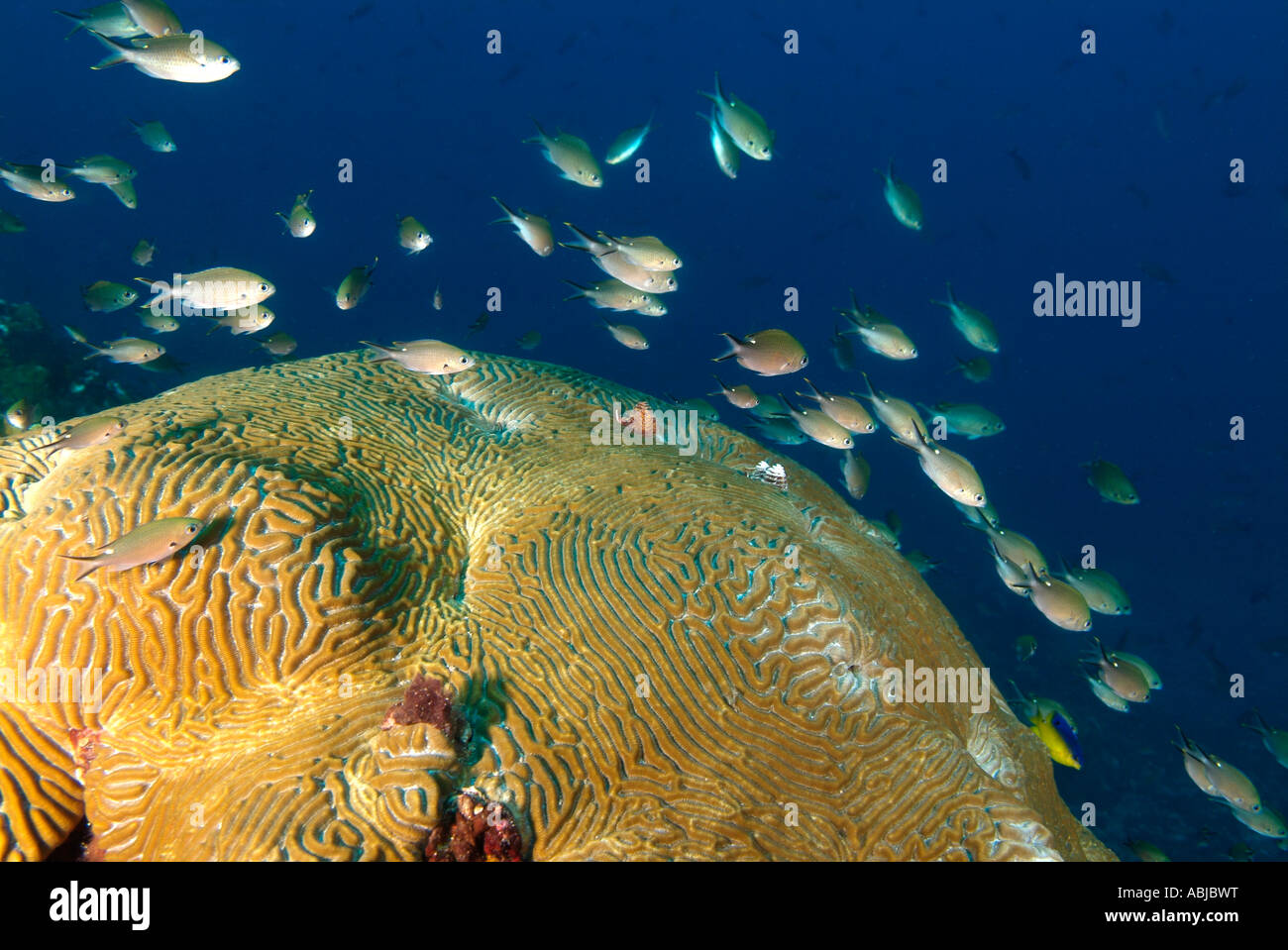 Coral scenery in Stetson Bank in the Gulf of Mexico off Texas Stock ...