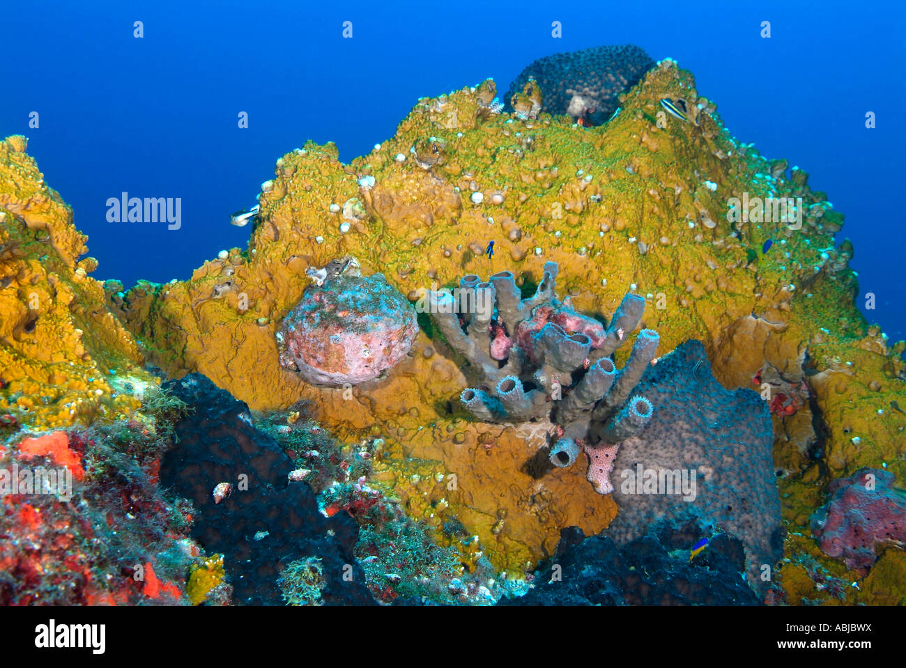 Coral scenery in the Gulf of Mexico, off Texas Stock Photo - Alamy