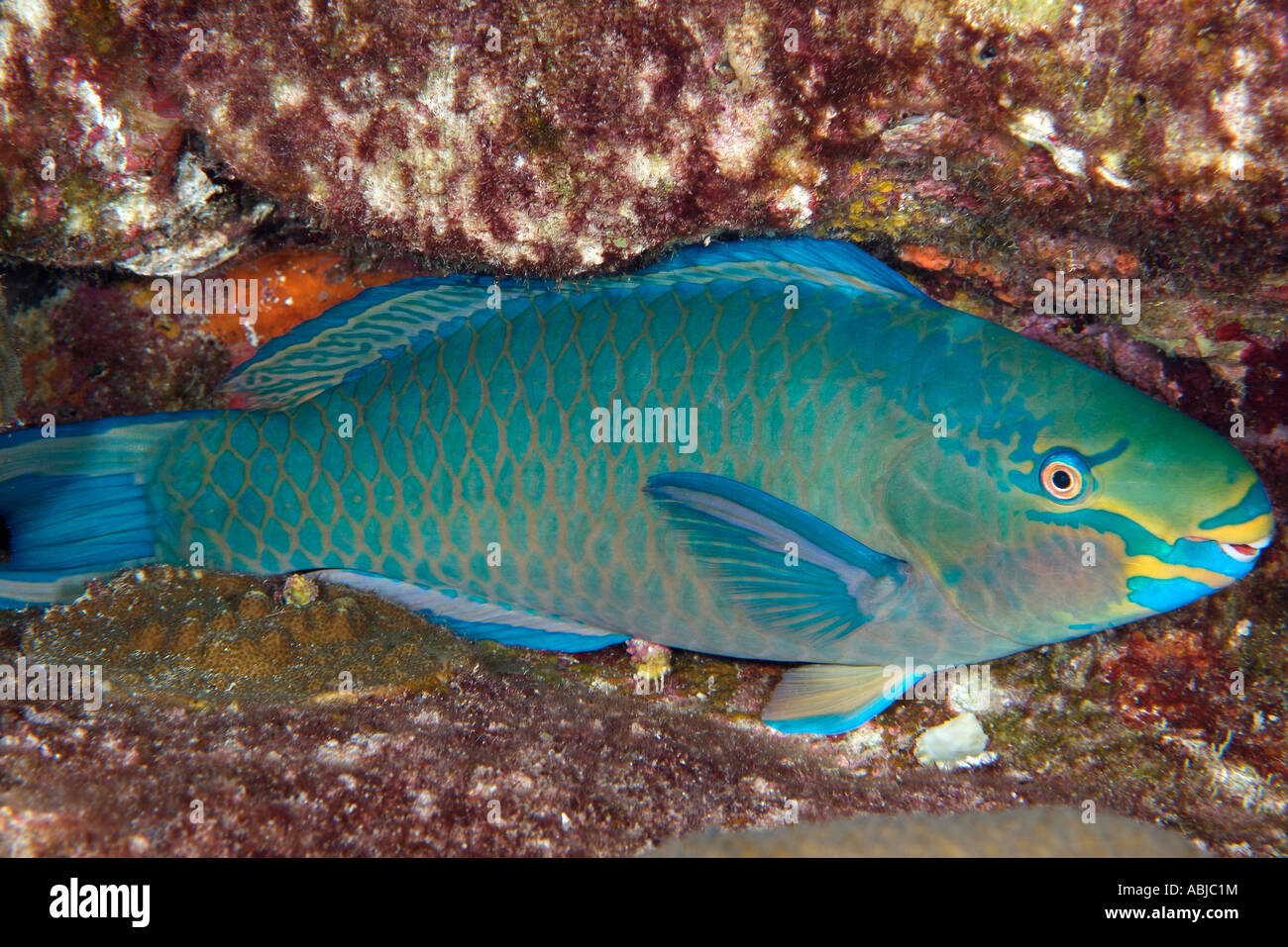Queen parrotfish in Flower Garden in the Gulf of Mexico Stock Photo - Alamy