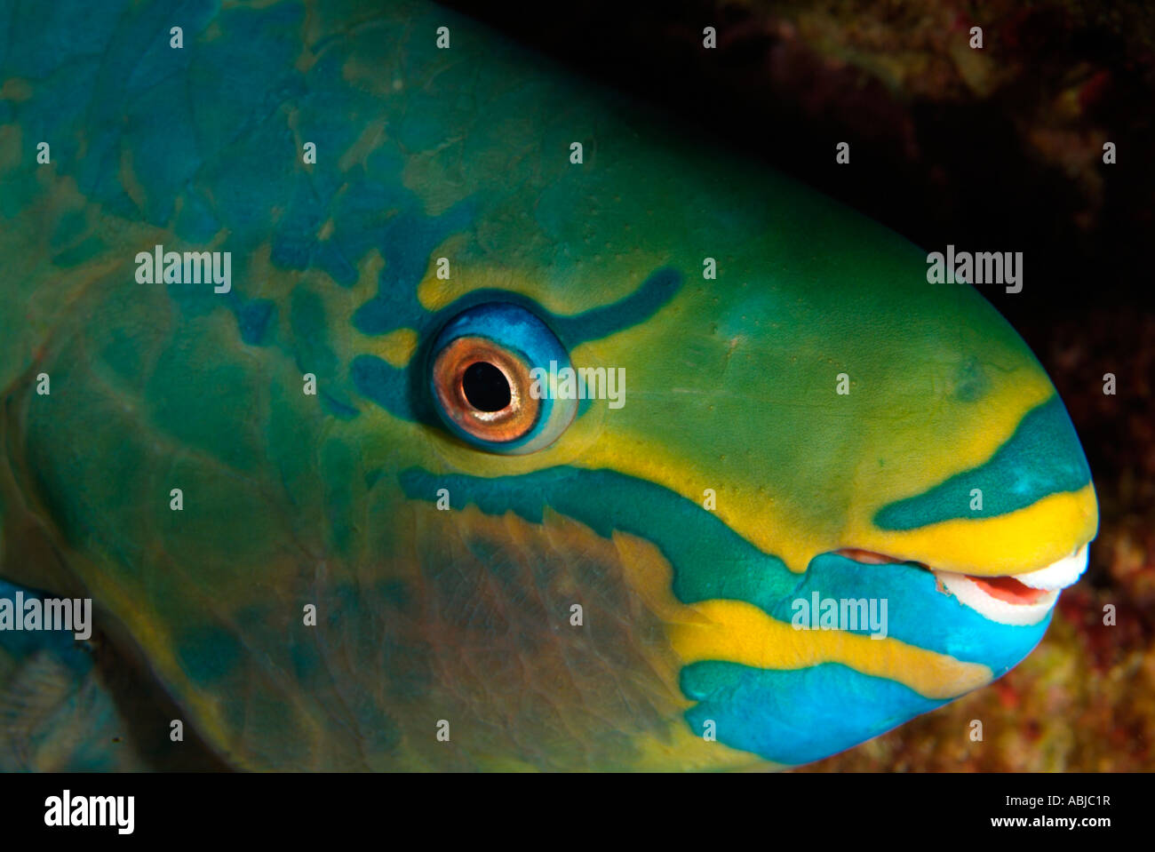 Queen parrotfish in Flower Garden in the Gulf of Mexico Stock Photo - Alamy