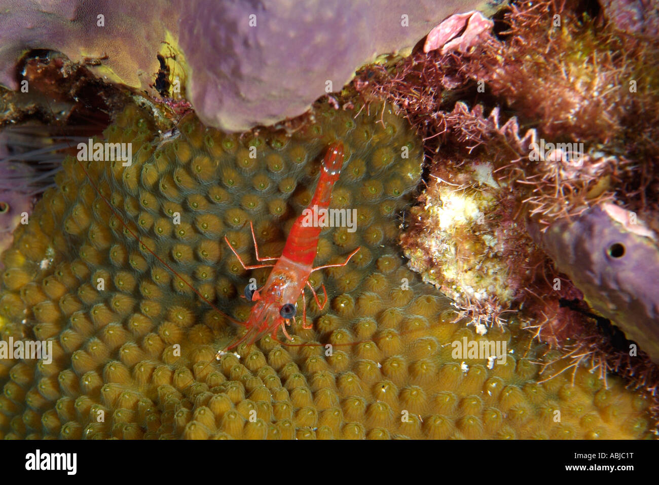 Red night shrimp in Flower Garden in the Gulf of Mexico Stock Photo - Alamy