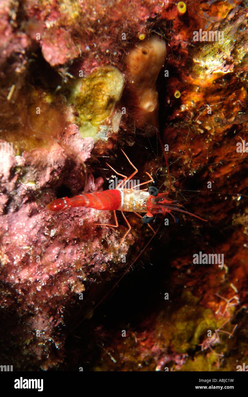 Red night shrimp in Flower Garden in the Gulf of Mexico Stock Photo - Alamy