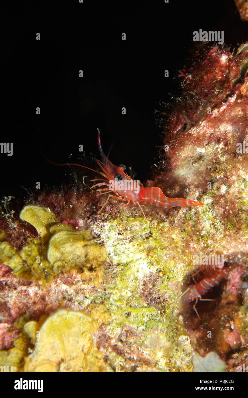 Red night shrimp in Flower Garden in the Gulf of Mexico Stock Photo - Alamy