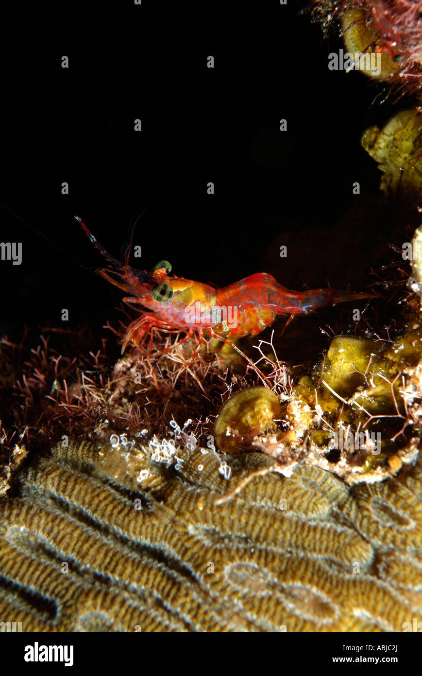 Red night shrimp in Flower Garden in the Gulf of Mexico Stock Photo - Alamy