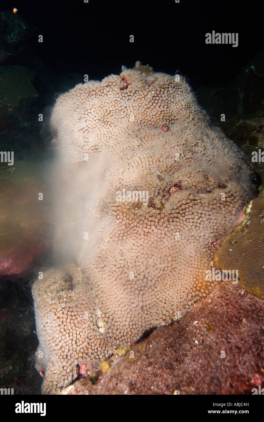 Coral spawning in the Gulf of Mexico off Texas Stock Photo - Alamy