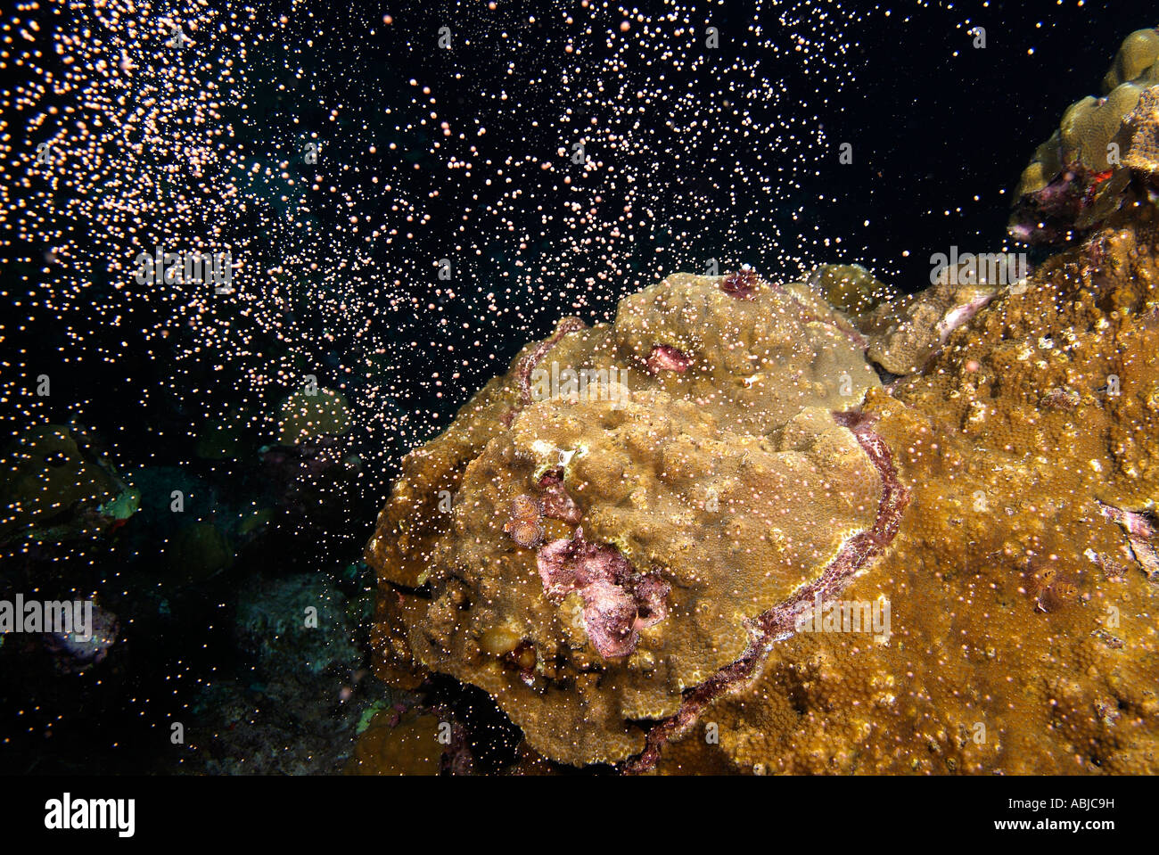 Coral spawning in the Gulf of Mexico off Texas Stock Photo - Alamy