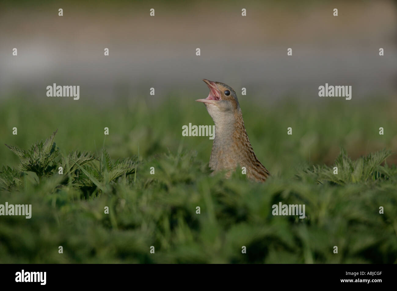 Corncrake, Crex crex, Hebrides, Scotland Stock Photo - Alamy