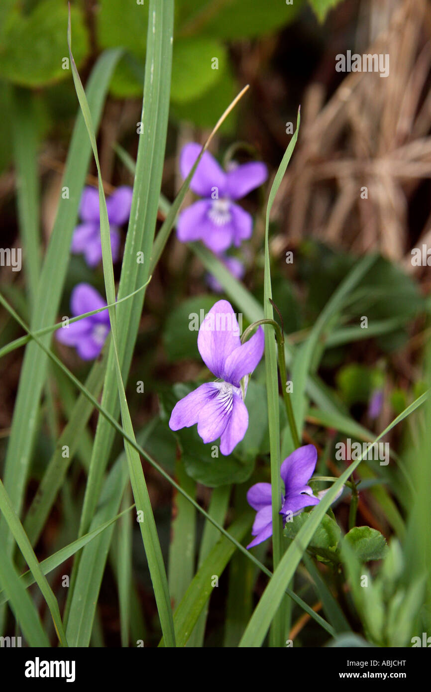 Violets uk hi-res stock photography and images - Alamy