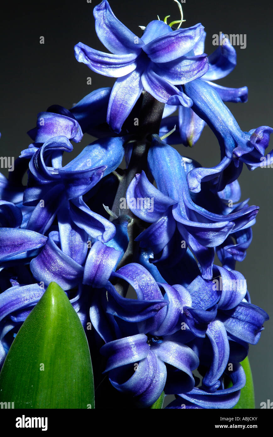 Close up of a purple hyacinth Stock Photo - Alamy
