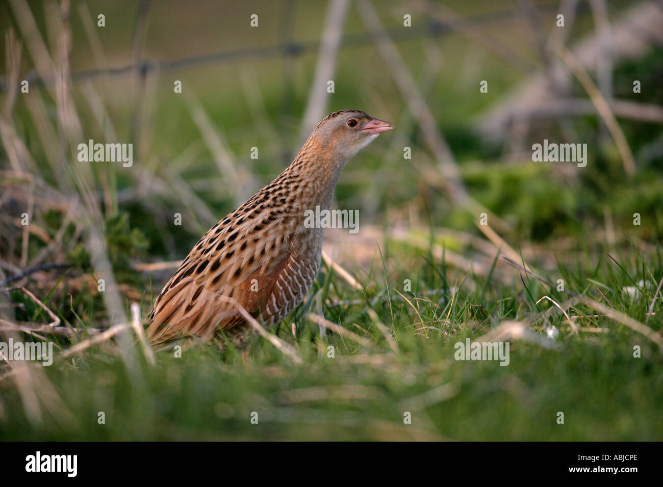 Corncrake, Crex crex, Hebrides, Scotland Stock Photo - Alamy