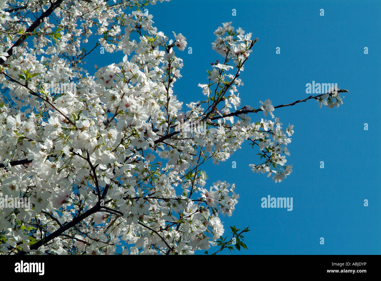White flowers on a tree in the Dallas Arboretum Stock Photo - Alamy