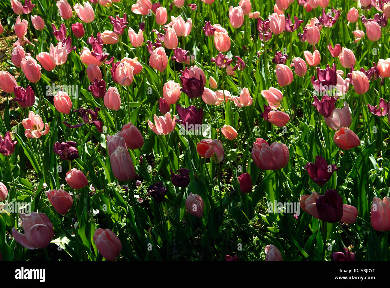 Field of tulips in the Dallas Arboretum Park Stock Photo - Alamy