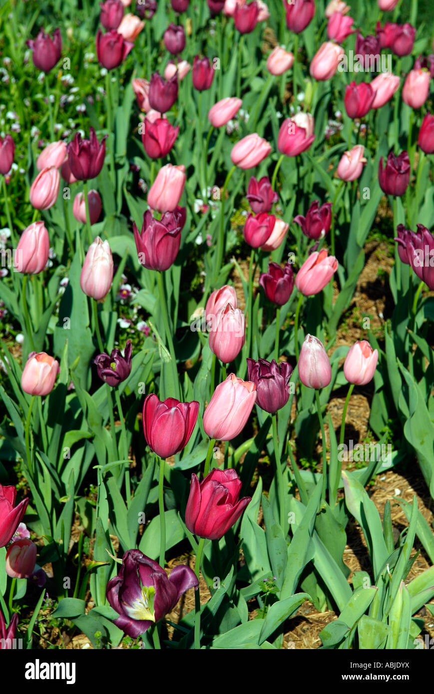 Field of tulips in the Dallas Arboretum Park Stock Photo - Alamy