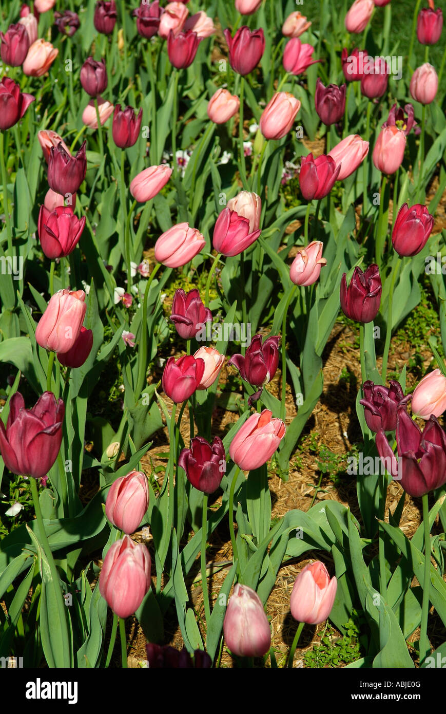 Field of tulips in the Dallas Arboretum Park Stock Photo - Alamy