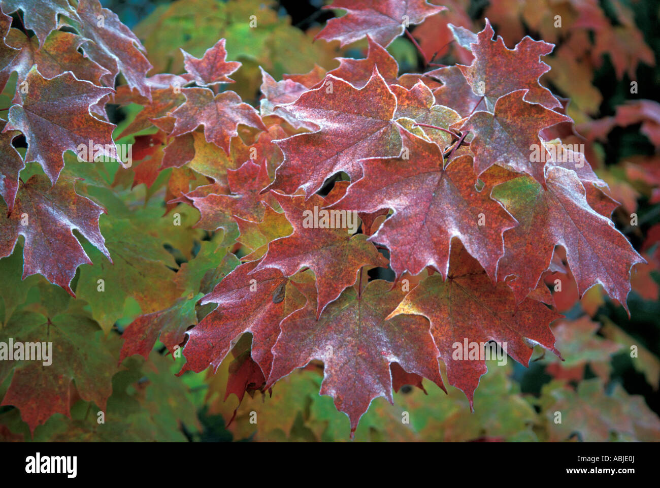 Fall maple leaves with frost Stock Photo - Alamy