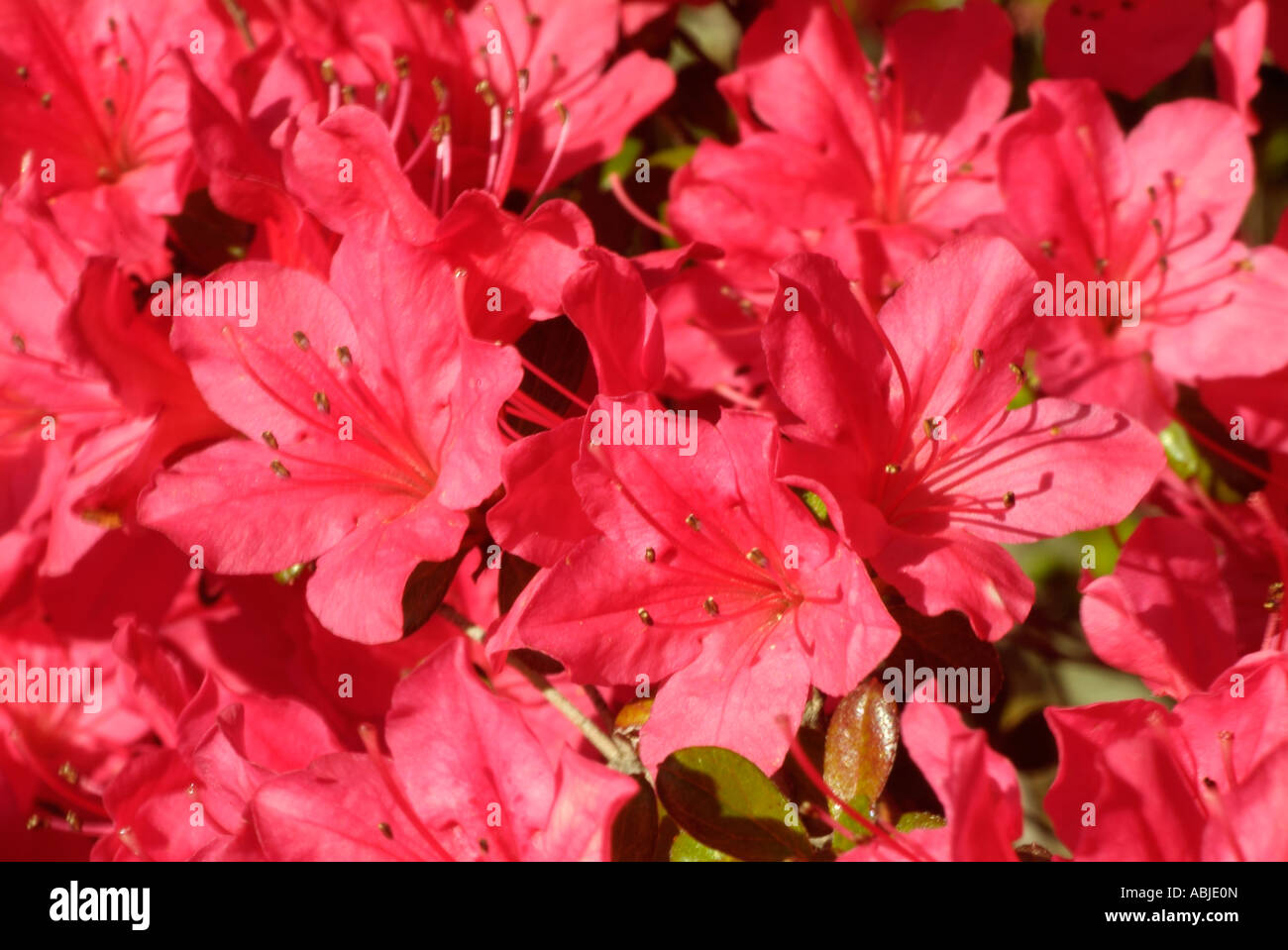 Red azalea in the Dallas Arboretum Park Stock Photo - Alamy