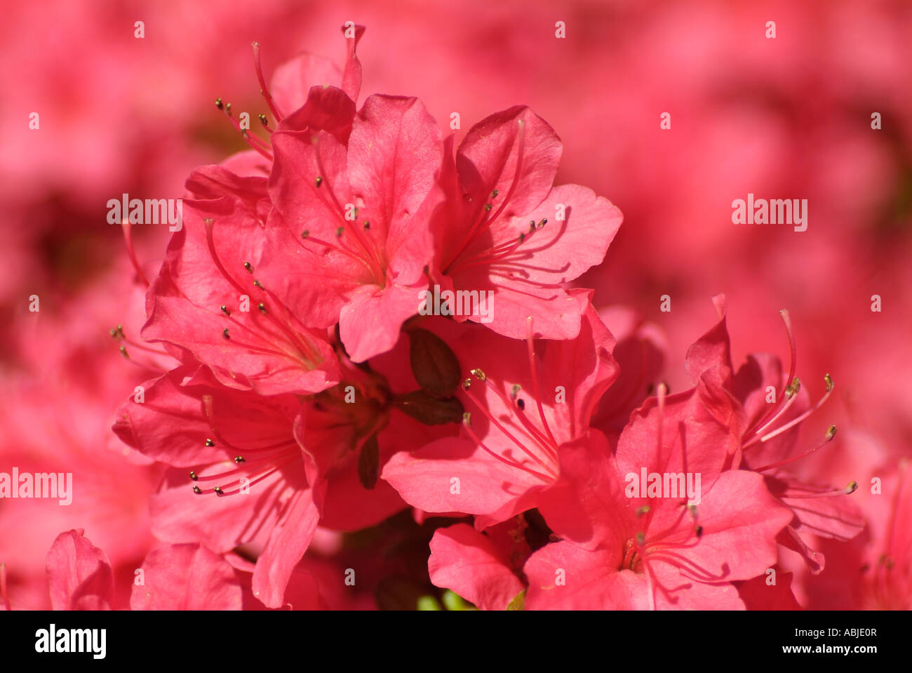 Dallas arboretum botanical garden in hi-res stock photography and ...