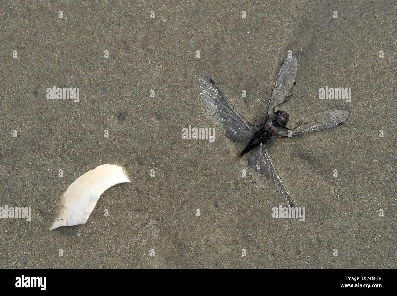 Dragonfly insect death hi-res stock photography and images - Alamy