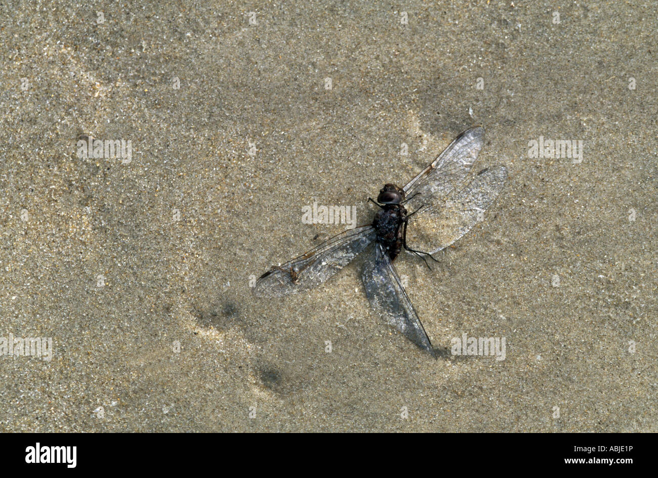 Dragonfly insect death hi-res stock photography and images - Alamy