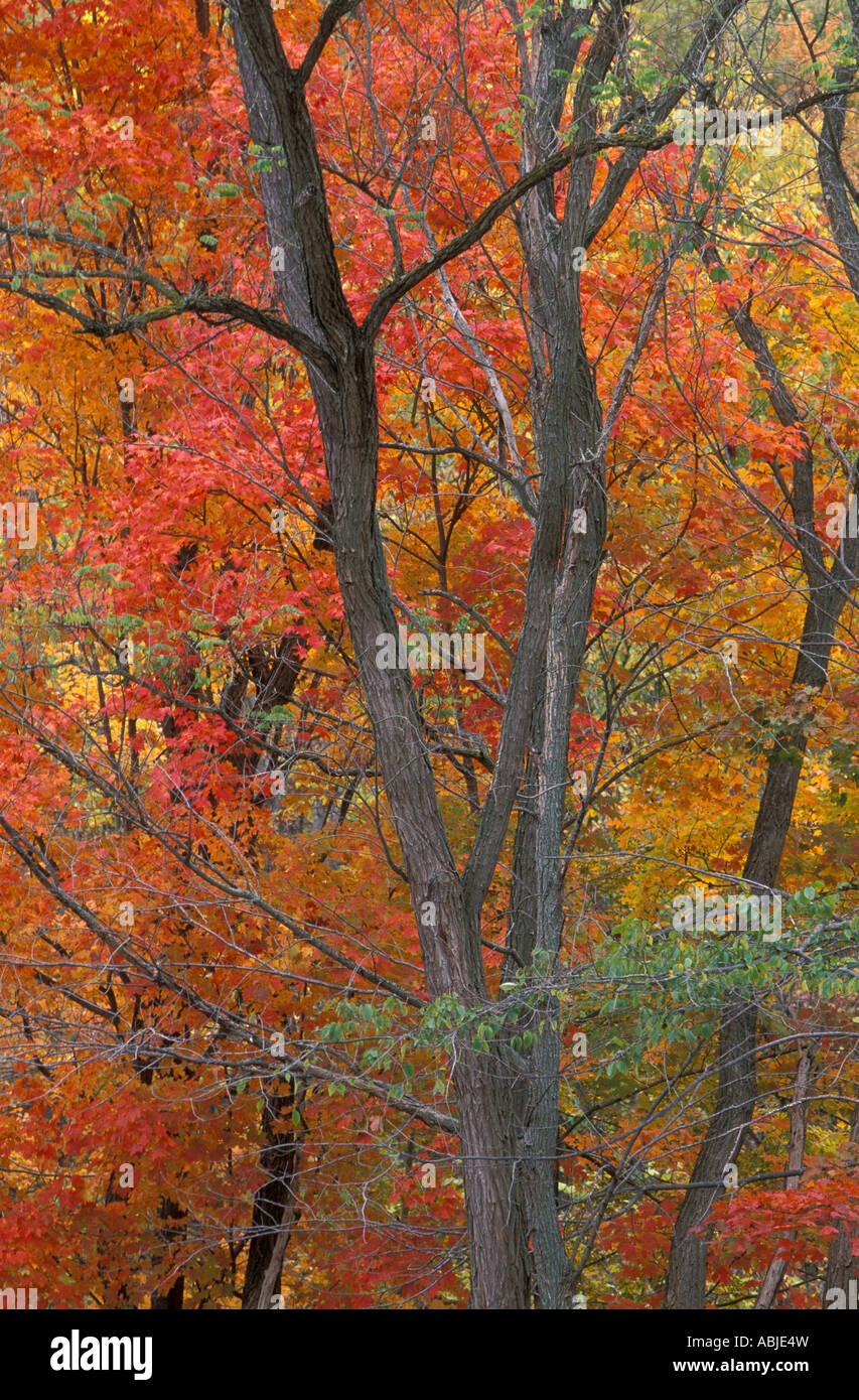 Red maples and tree trunks Stock Photo - Alamy