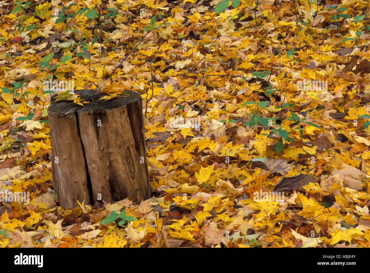 Tree trunk amid yellow maple leaves Stock Photo - Alamy