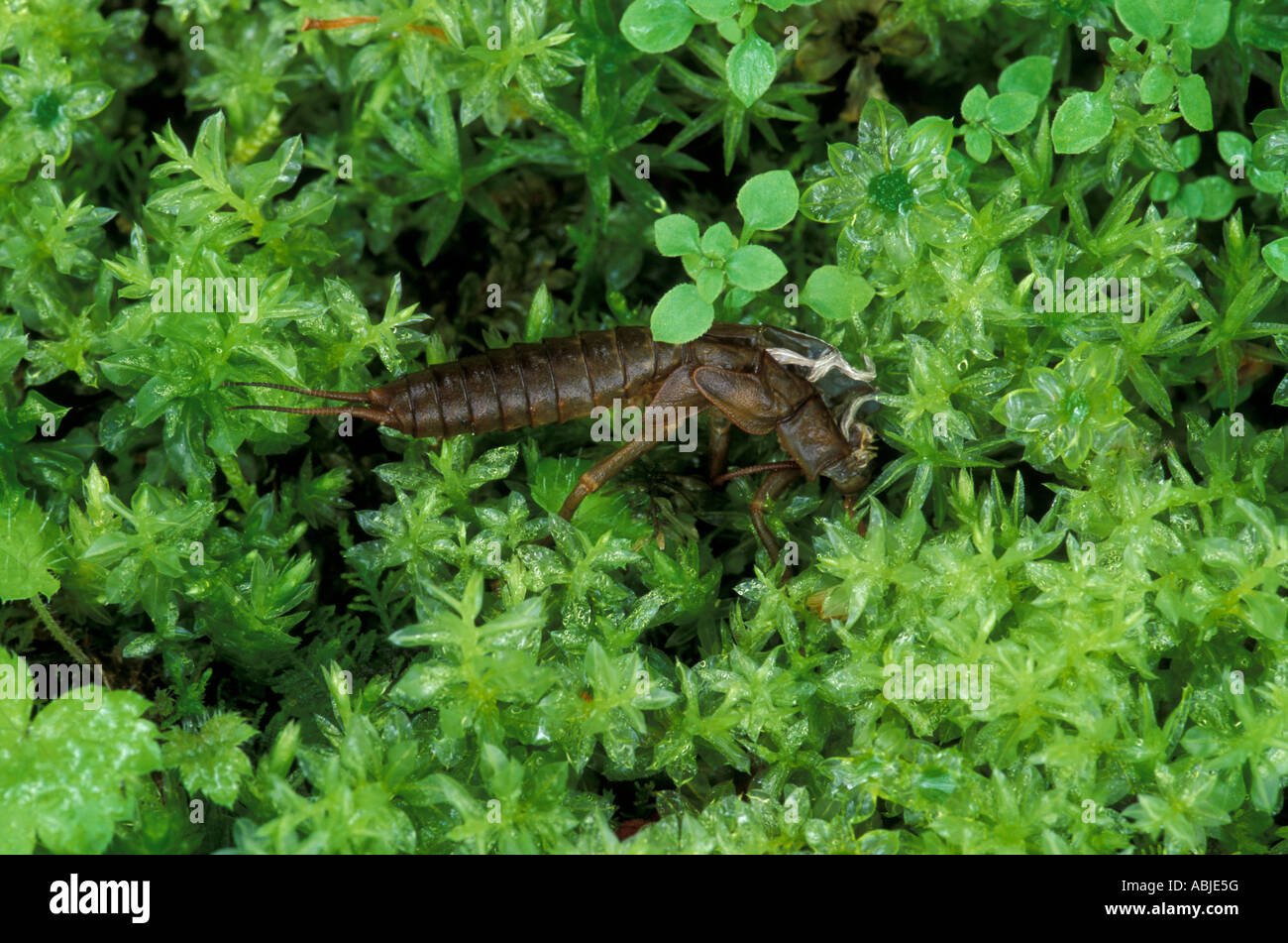 dead mayfly in moss Stock Photo - Alamy