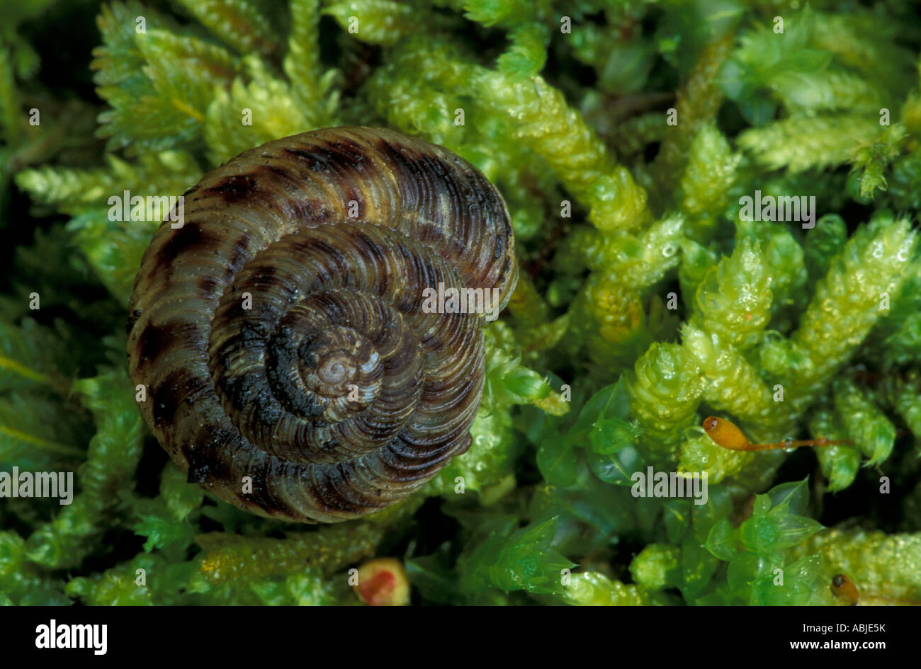Dead snail on moss Stock Photo - Alamy