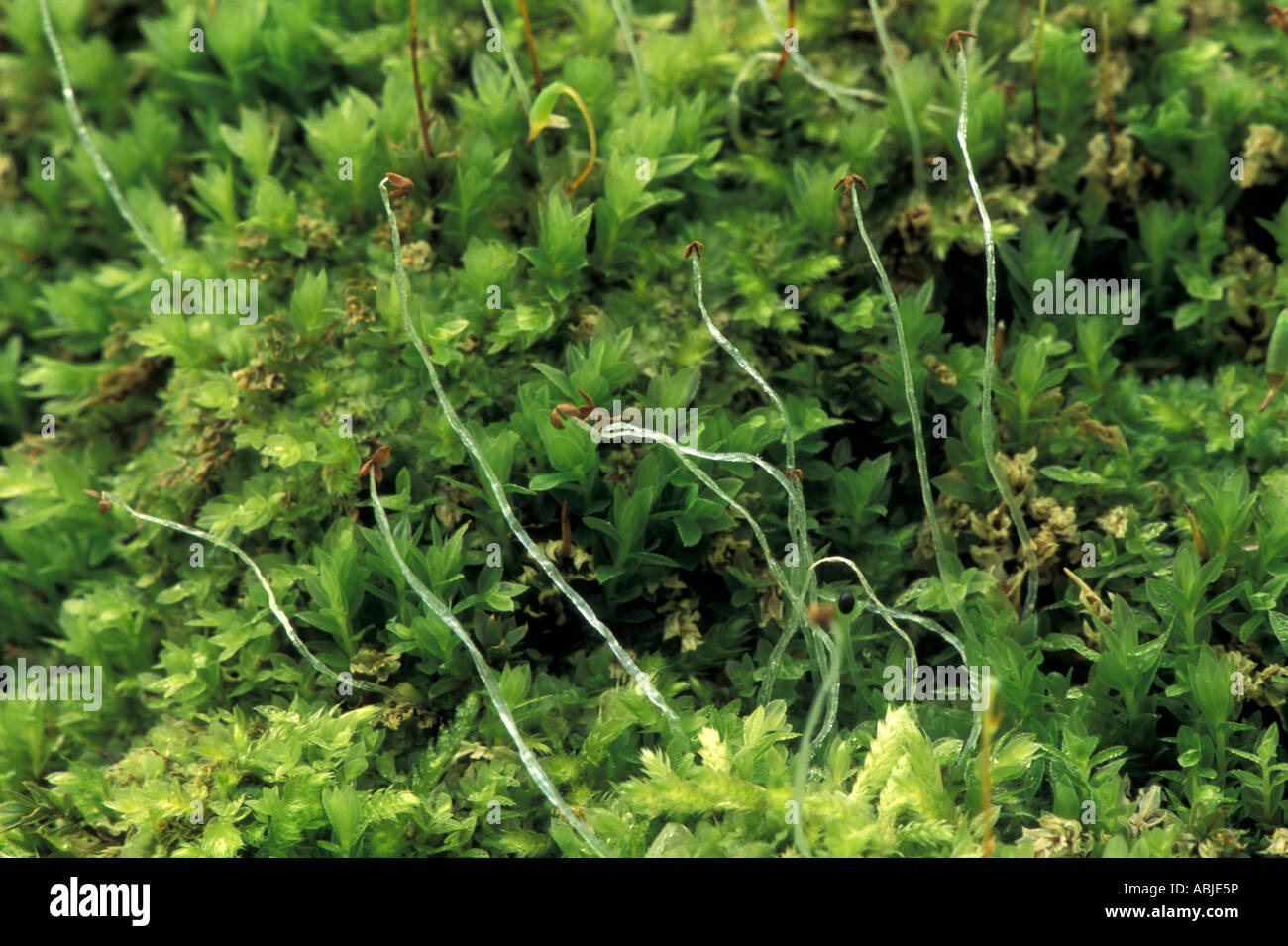 Star shaped moss hi-res stock photography and images - Alamy