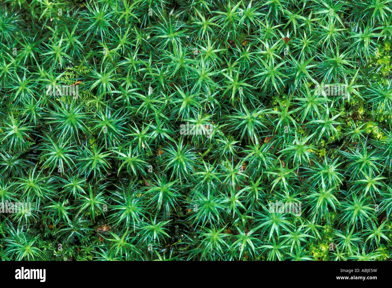 Star shaped moss hi-res stock photography and images - Alamy