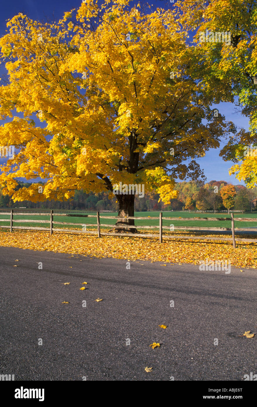 Fall maple along a rural road Stock Photo - Alamy