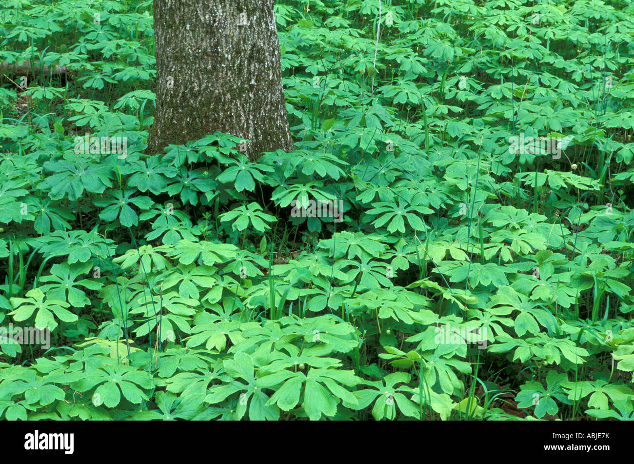 Mayapple mandrake podophyllum peltatum hi-res stock photography and ...