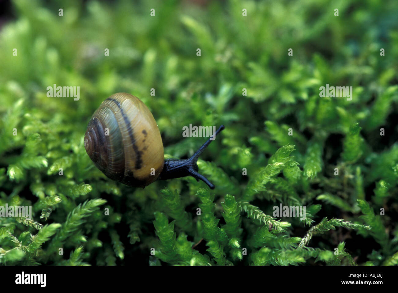 Snail on moss Stock Photo - Alamy
