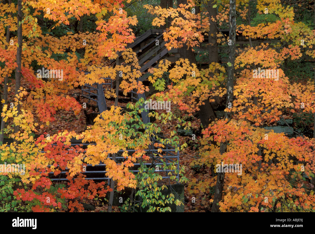 Maples in fall colors Stock Photo - Alamy