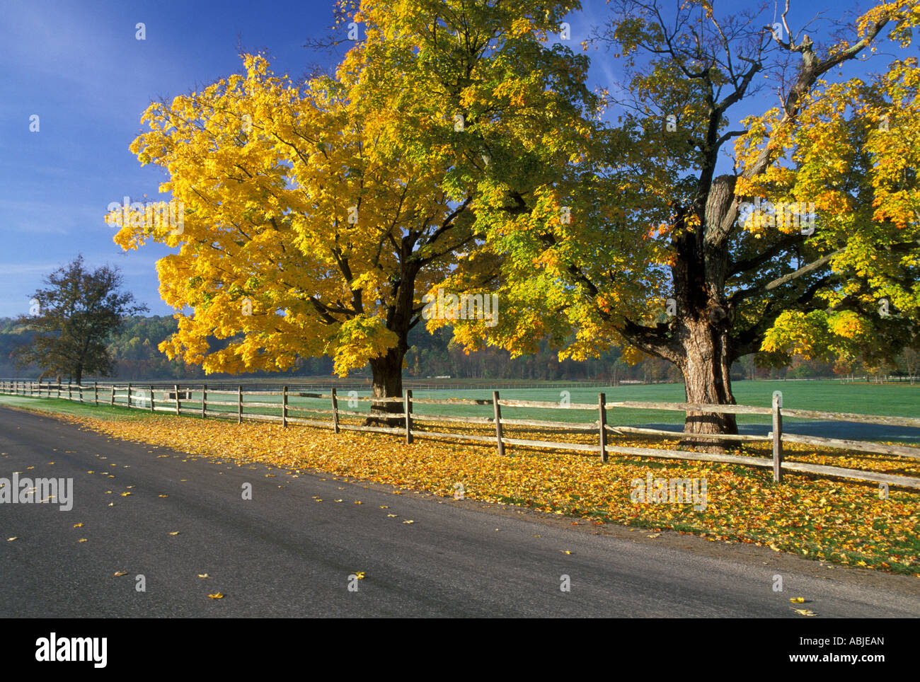 Fall maple trees along a country road Stock Photo - Alamy
