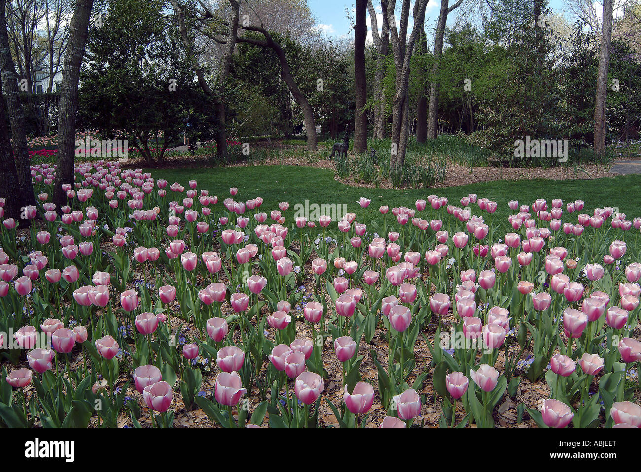 Field of tulips in the Dallas Arboretum Park Stock Photo - Alamy