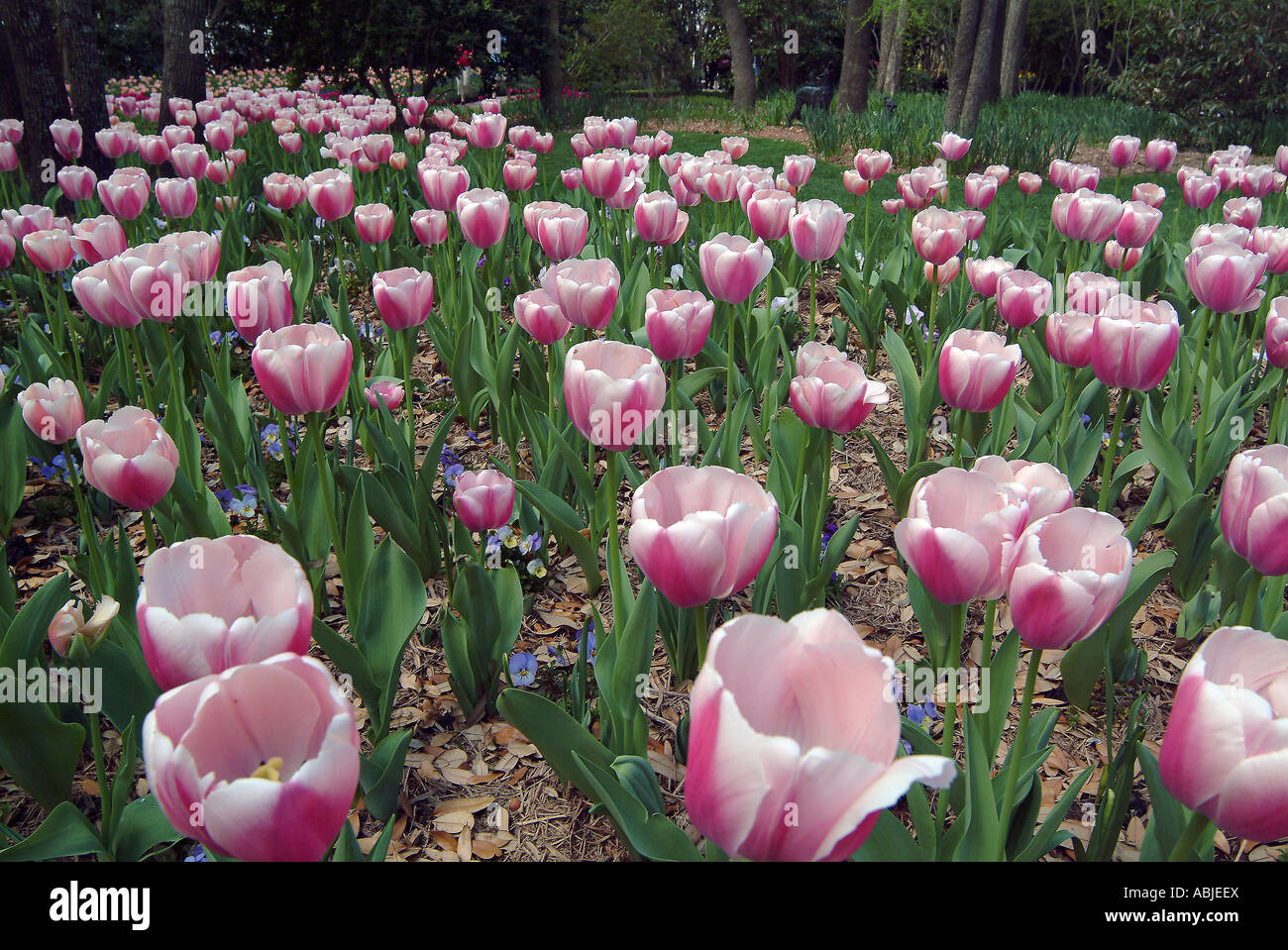 Field of tulips in the Dallas Arboretum Park Stock Photo - Alamy