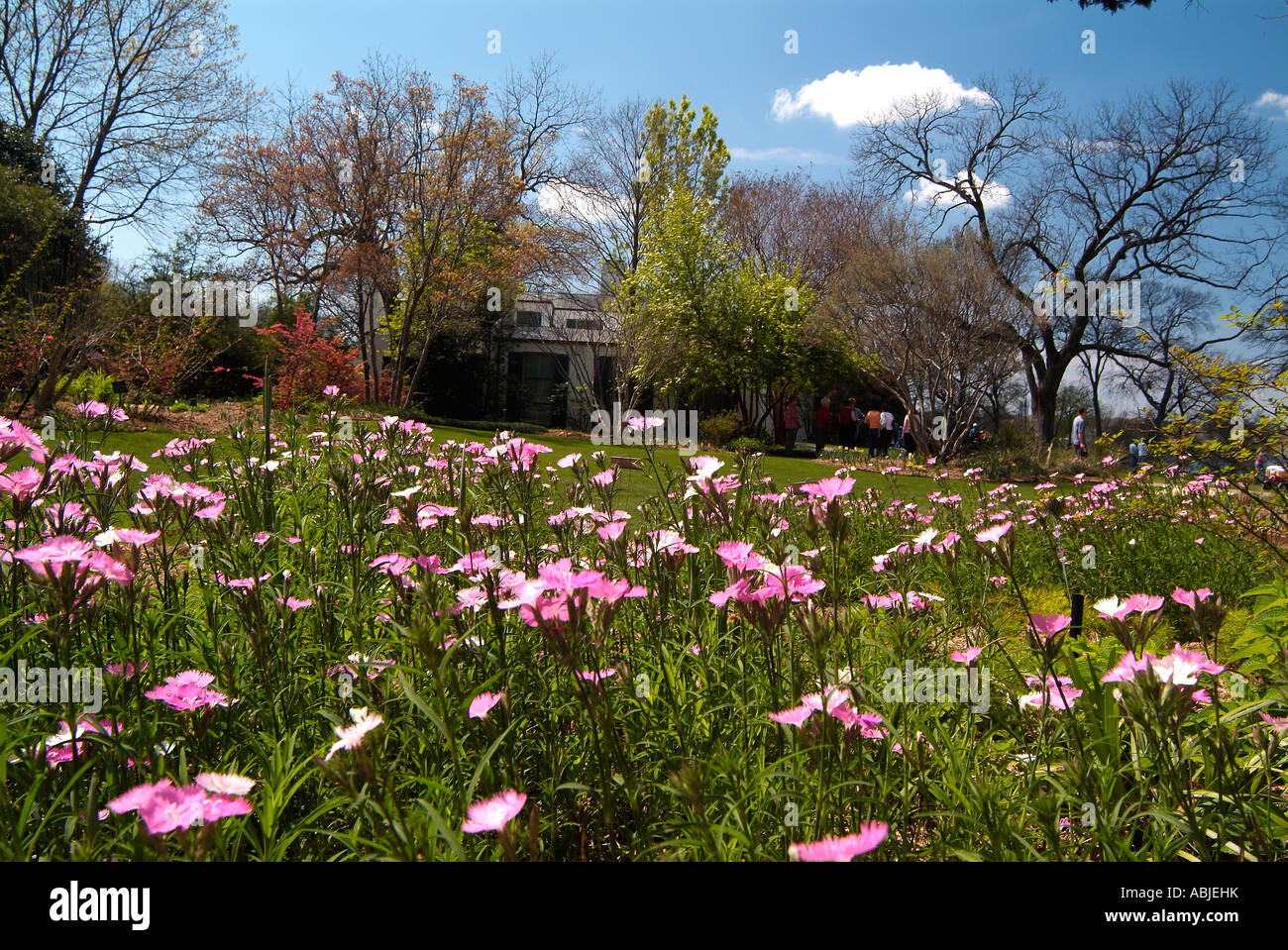 Field of pink flowers in the Dallas Arboretum Park Stock Photo - Alamy
