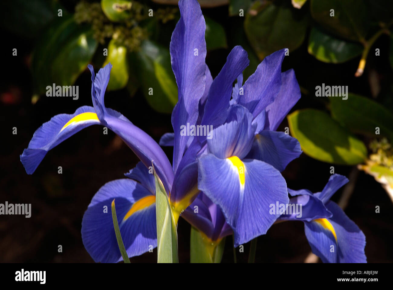 Head of purple flower in the Dallas Arboretum Park Stock Photo - Alamy