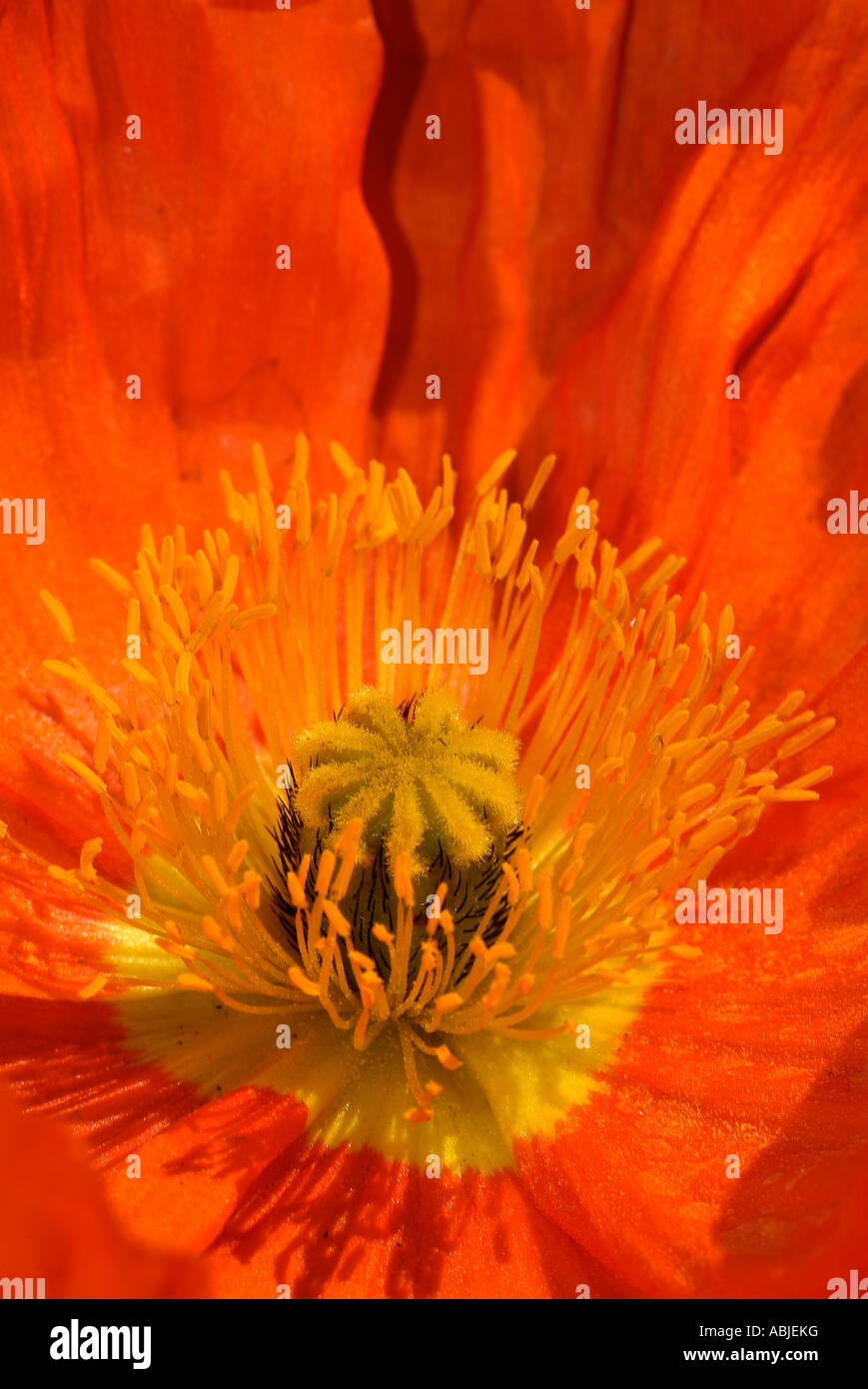 Heart of a poppy flower in the Dallas Arboretum Park Stock Photo - Alamy