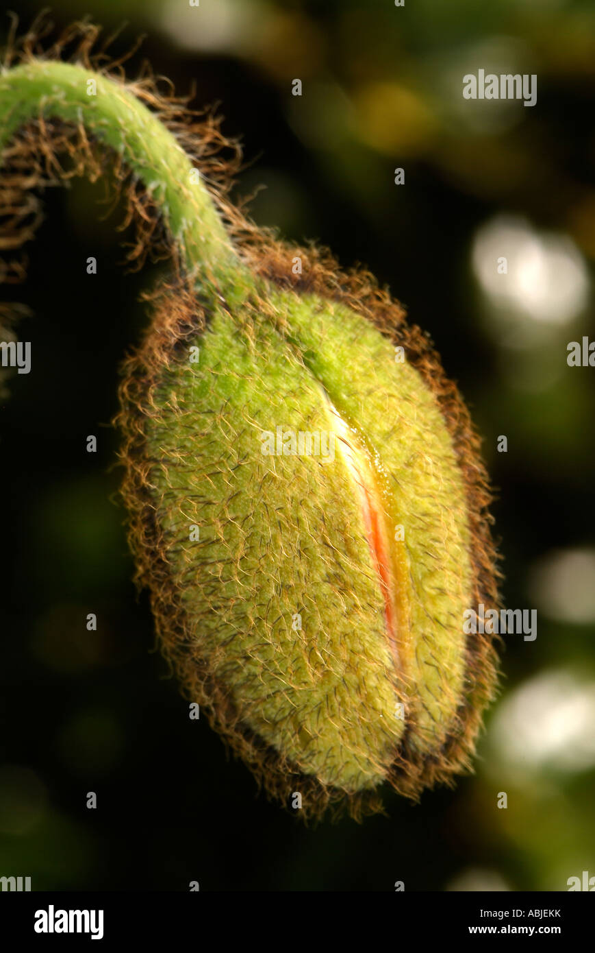 Bud of a poppy flower in the Dallas Arboretum Park Stock Photo - Alamy