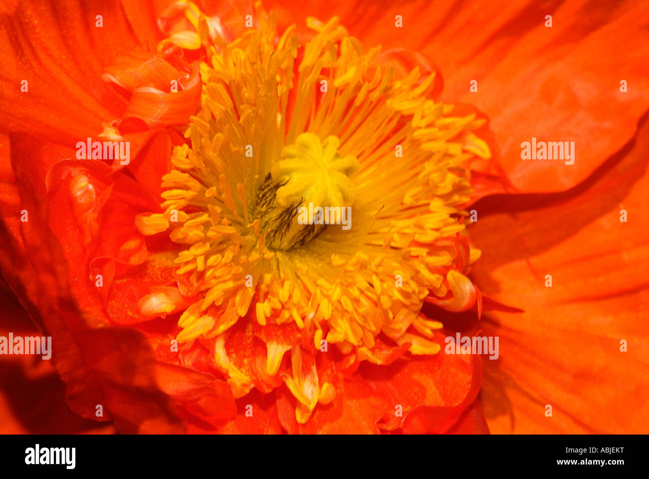 Heart of a poppy flower in the Dallas Arboretum Park Stock Photo - Alamy