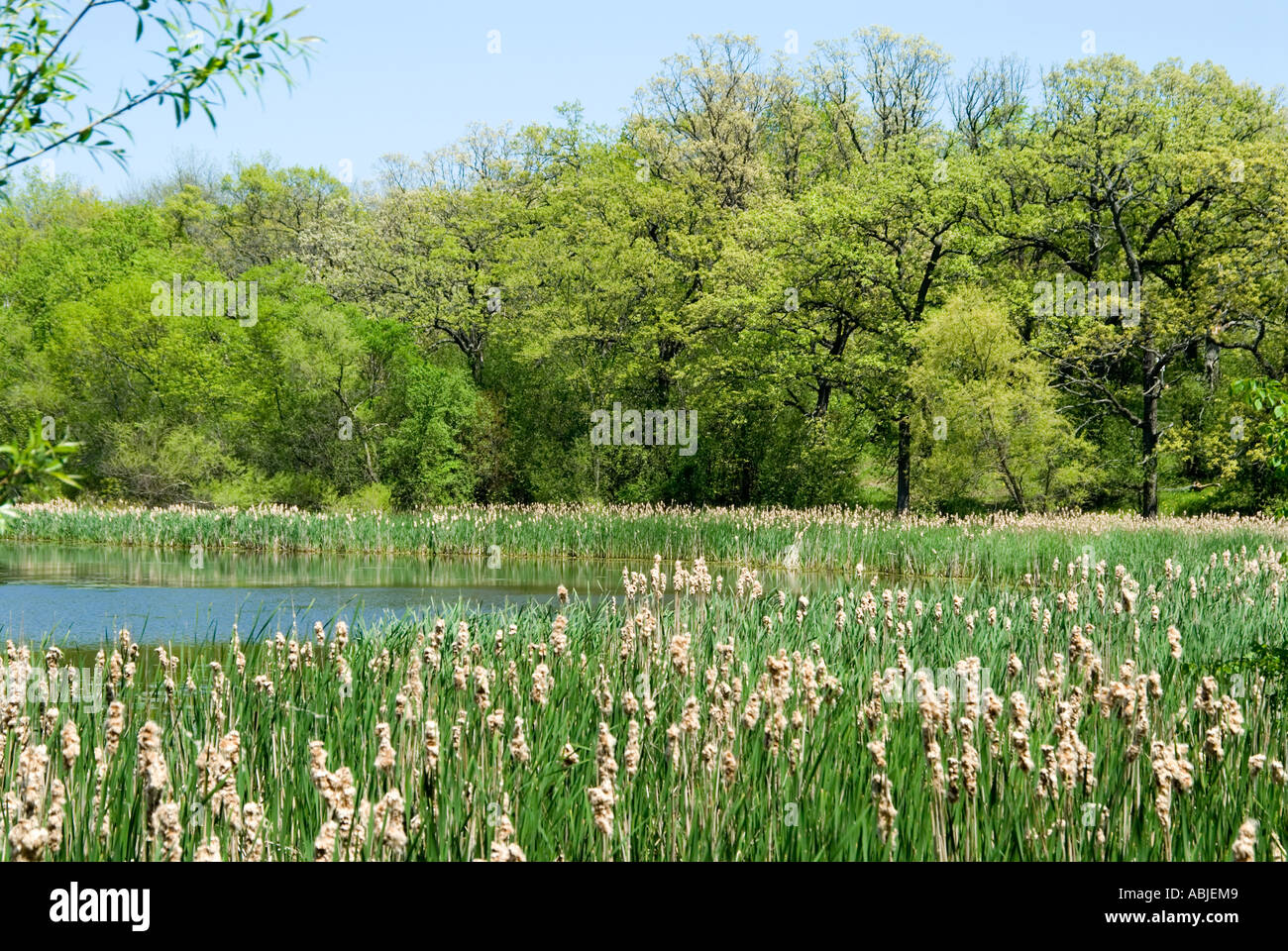 Cattails and Spring Trees Stock Photo - Alamy