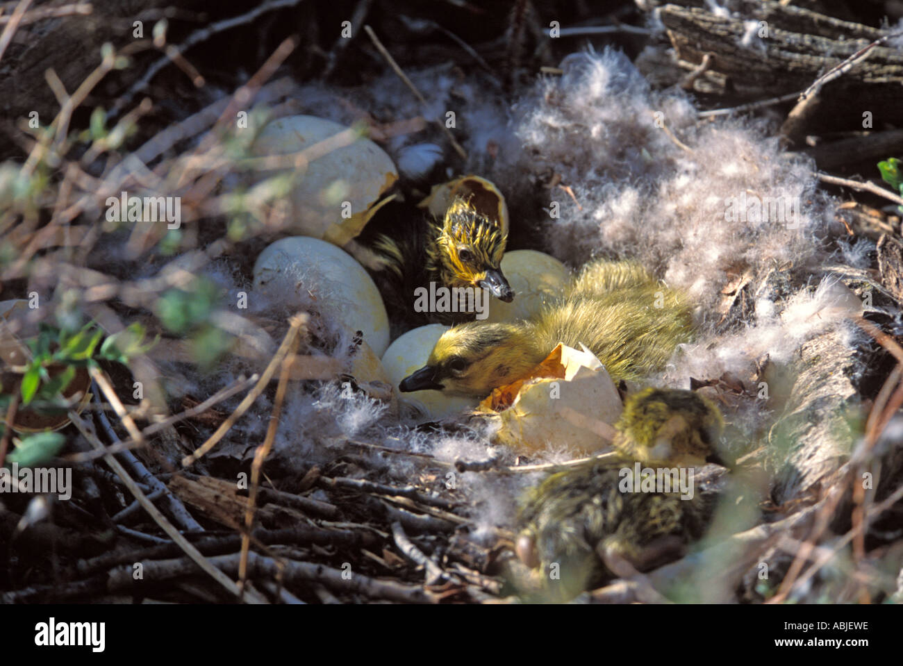 Goose egg hatching hi-res stock photography and images - Alamy