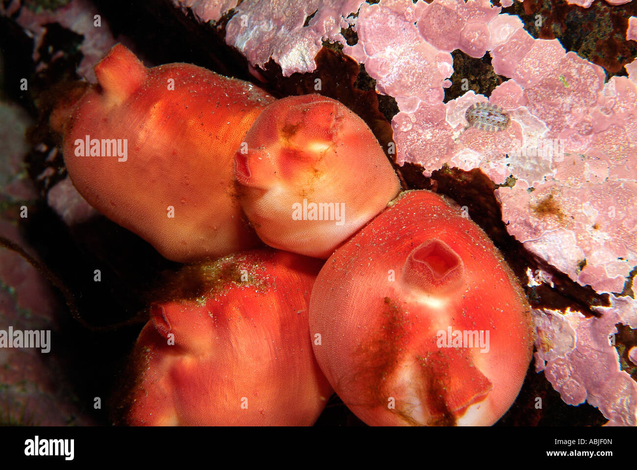 Sea peach in the Gulf of Saint Lawrence, North Quebec Stock Photo - Alamy