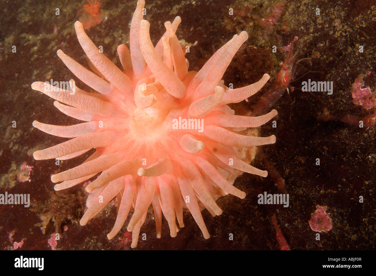 Northern red anemone in the Gulf of Saint Lawrence, North Quebec Stock ...