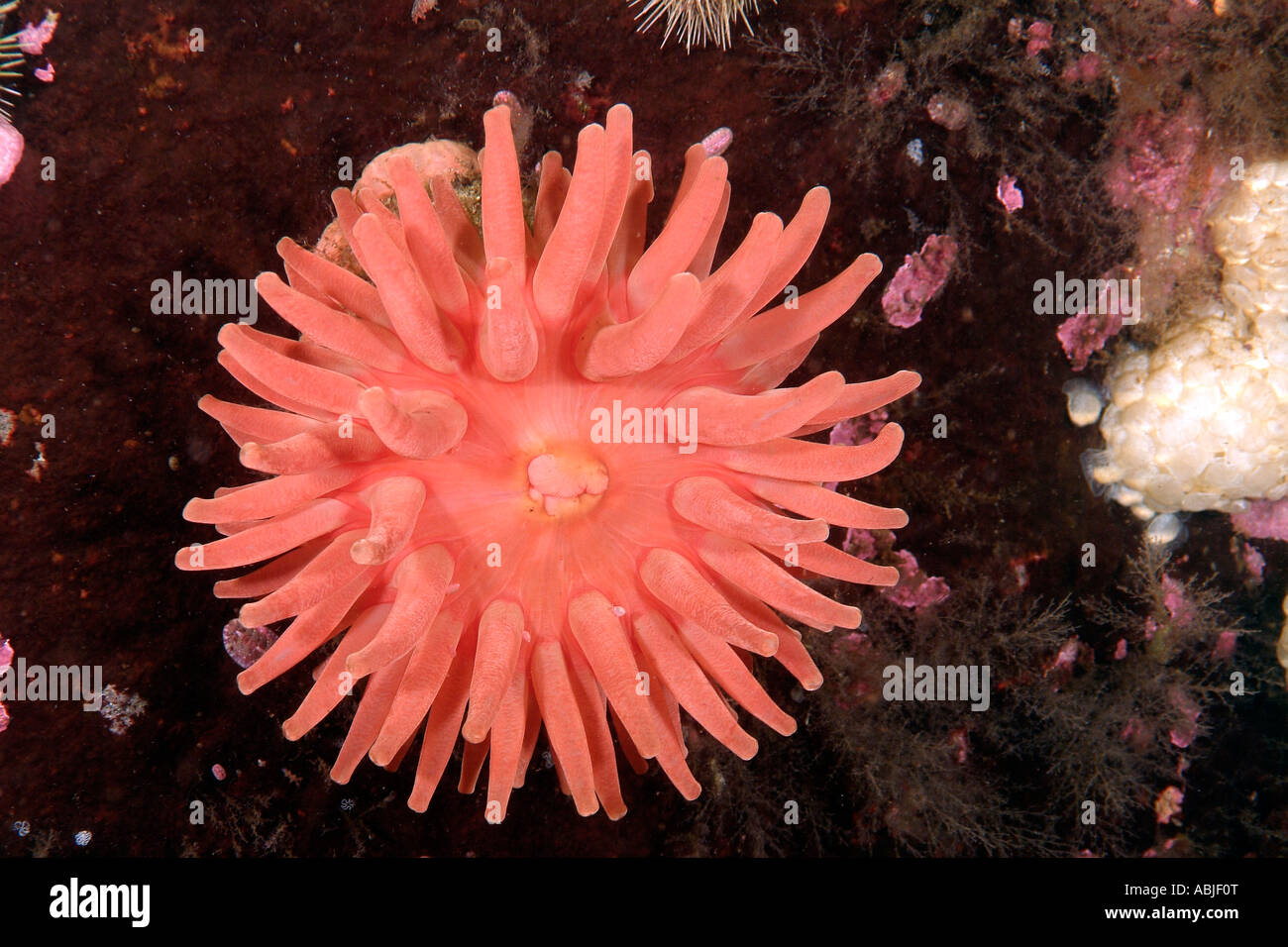 Northern red anemone in the Gulf of Saint Lawrence, North Quebec Stock ...