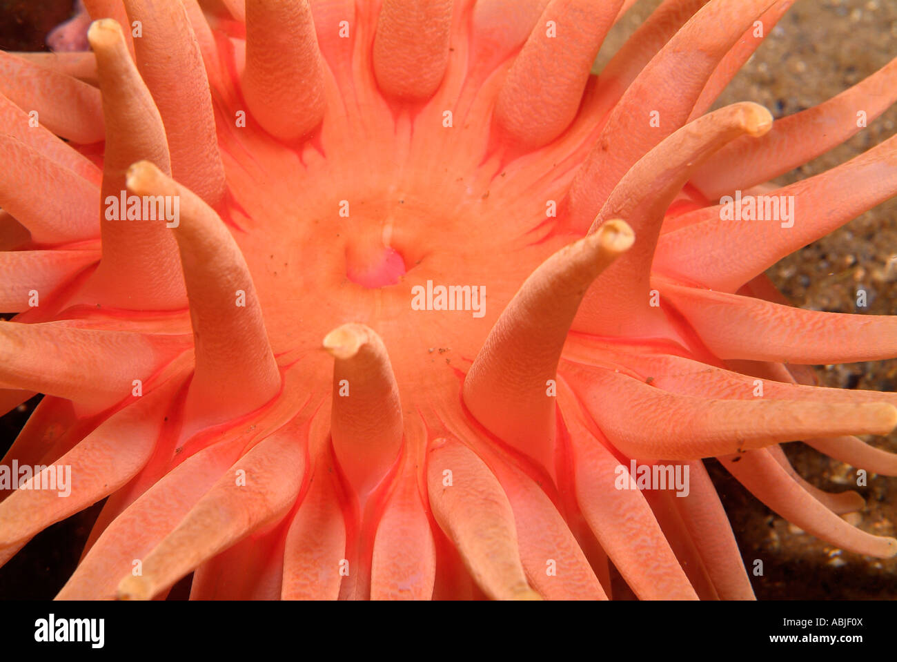 Northern red sea anemone hi-res stock photography and images - Alamy