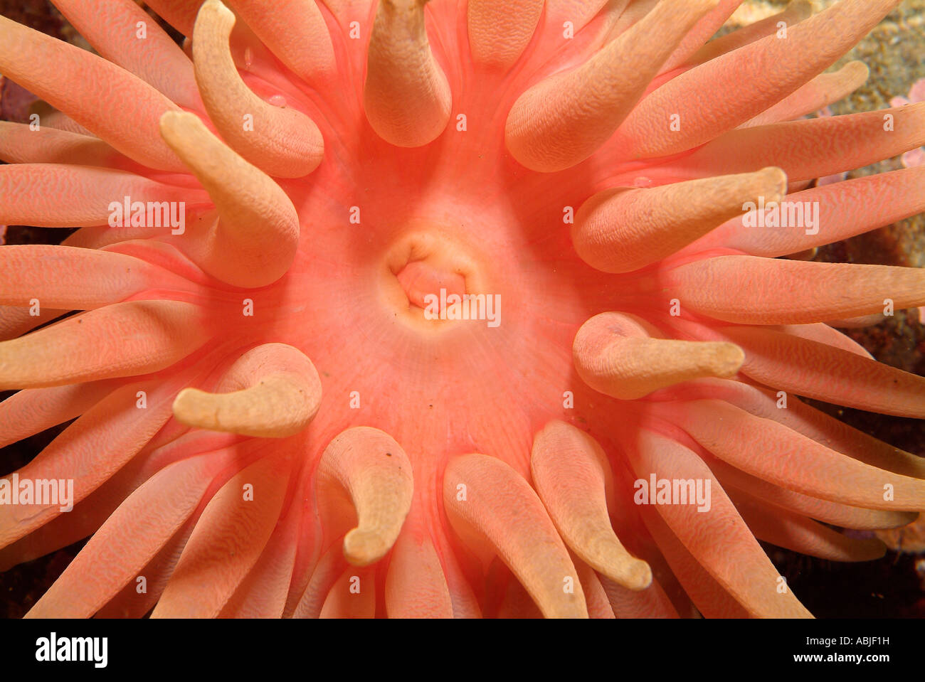 Northern Red Sea Anemone High Resolution Stock Photography and Images ...
