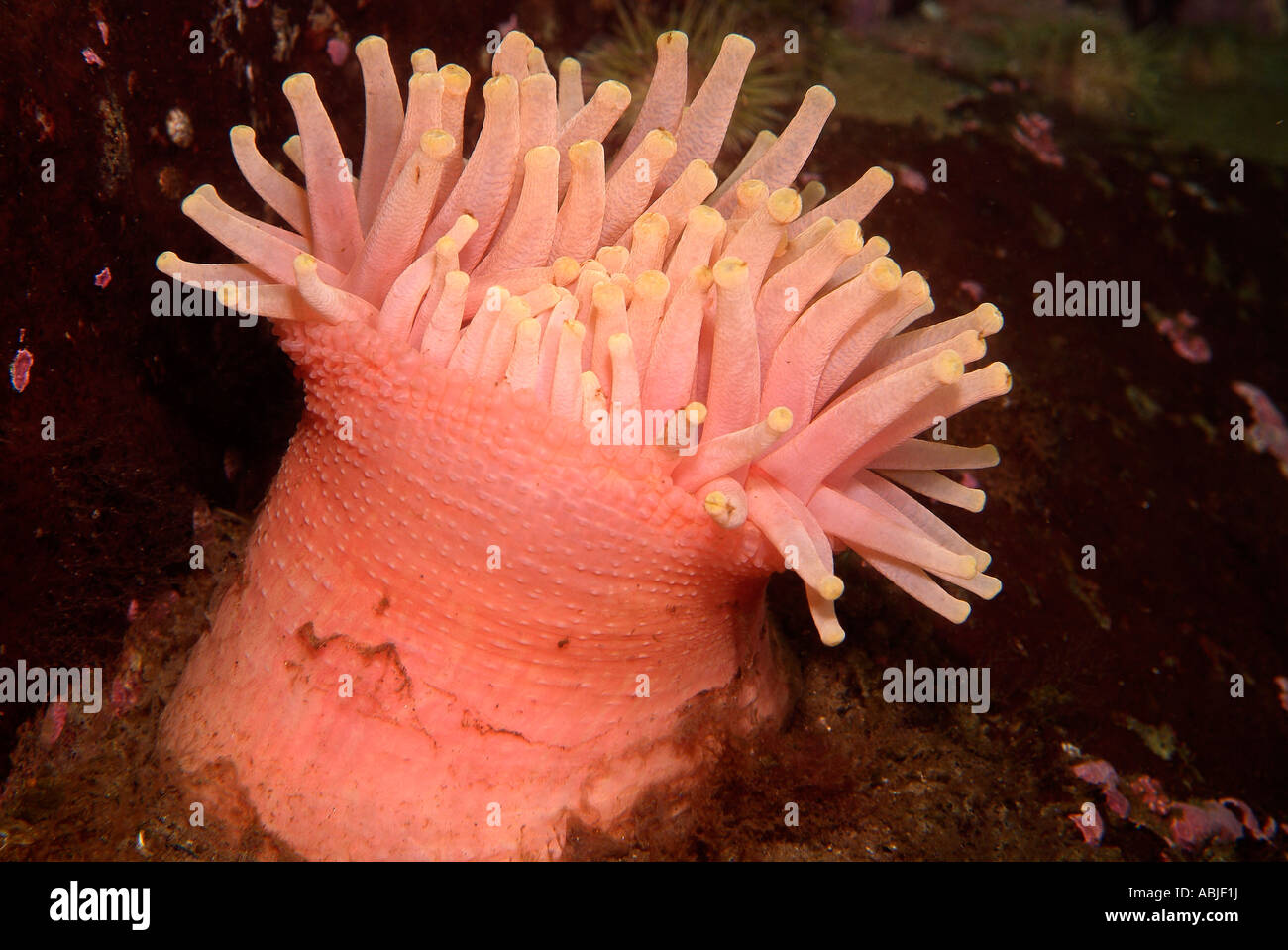 Northern red anemone in the Gulf of Saint Lawrence, North Quebec Stock ...